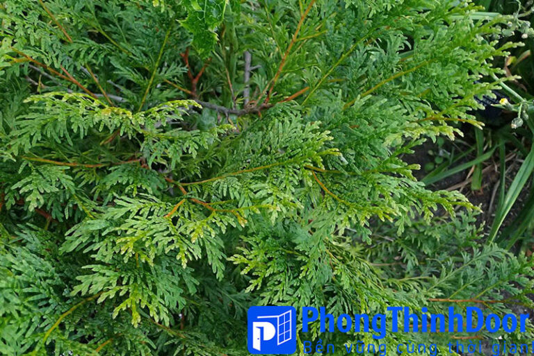 Gỗ bách xanh là gì? Tính ứng dụng và giá thành bao nhiêu? » Phong Thịnh ...